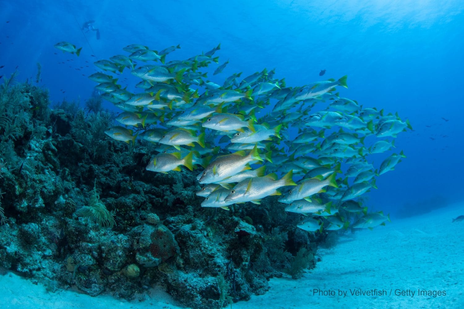 Everything You Need to Know About Scuba Diving in the Cayman Islands ...