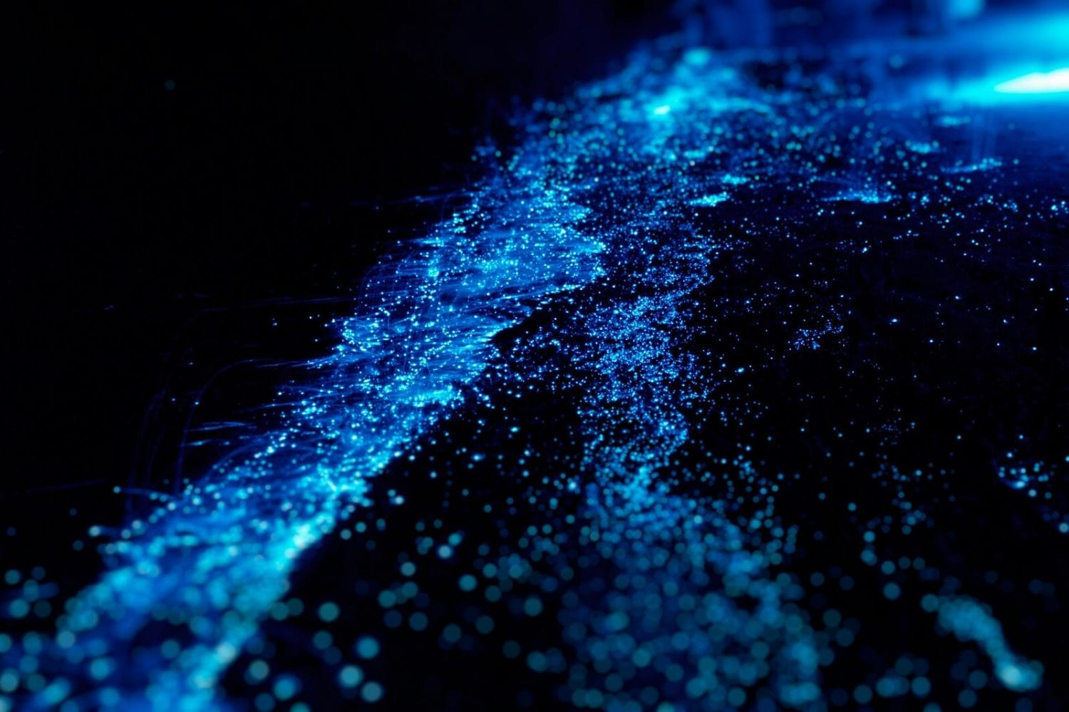 Here's Why You Will Love the Bioluminescent Bay in Grand Cayman - The ...