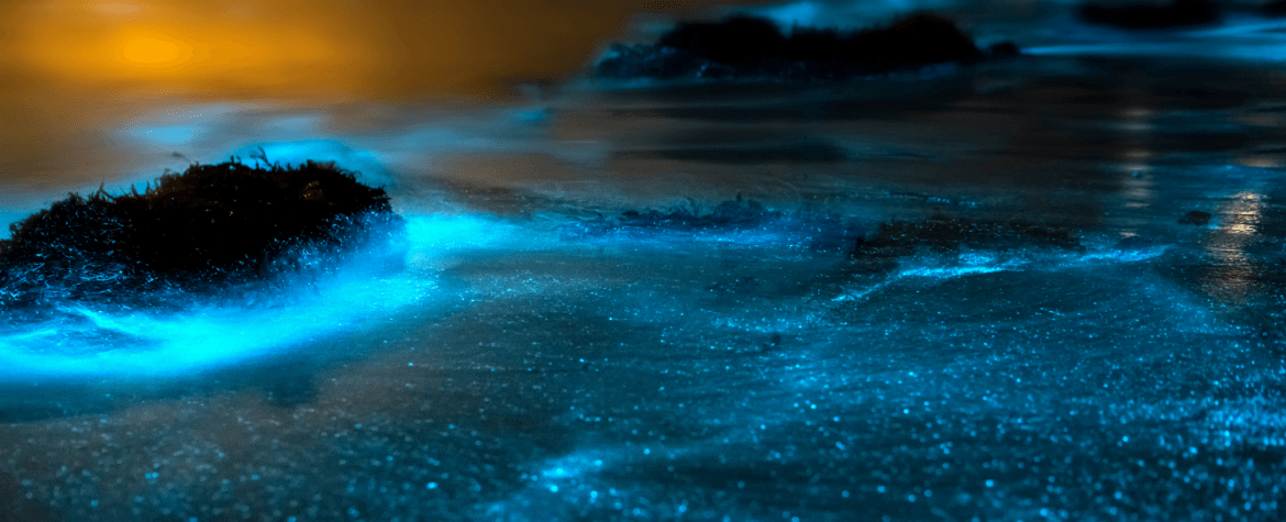 Here's Why You Will Love the Bioluminescent Bay in Grand Cayman - The ...